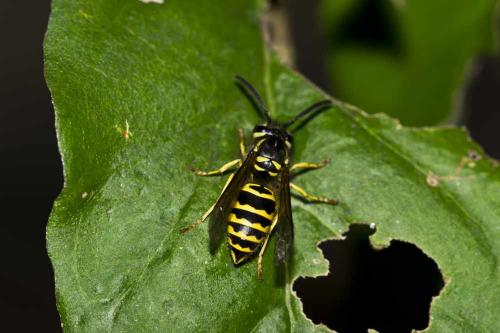 Yellow Jacket Extermination - Pest Control Port Angeles Sequim Port ...